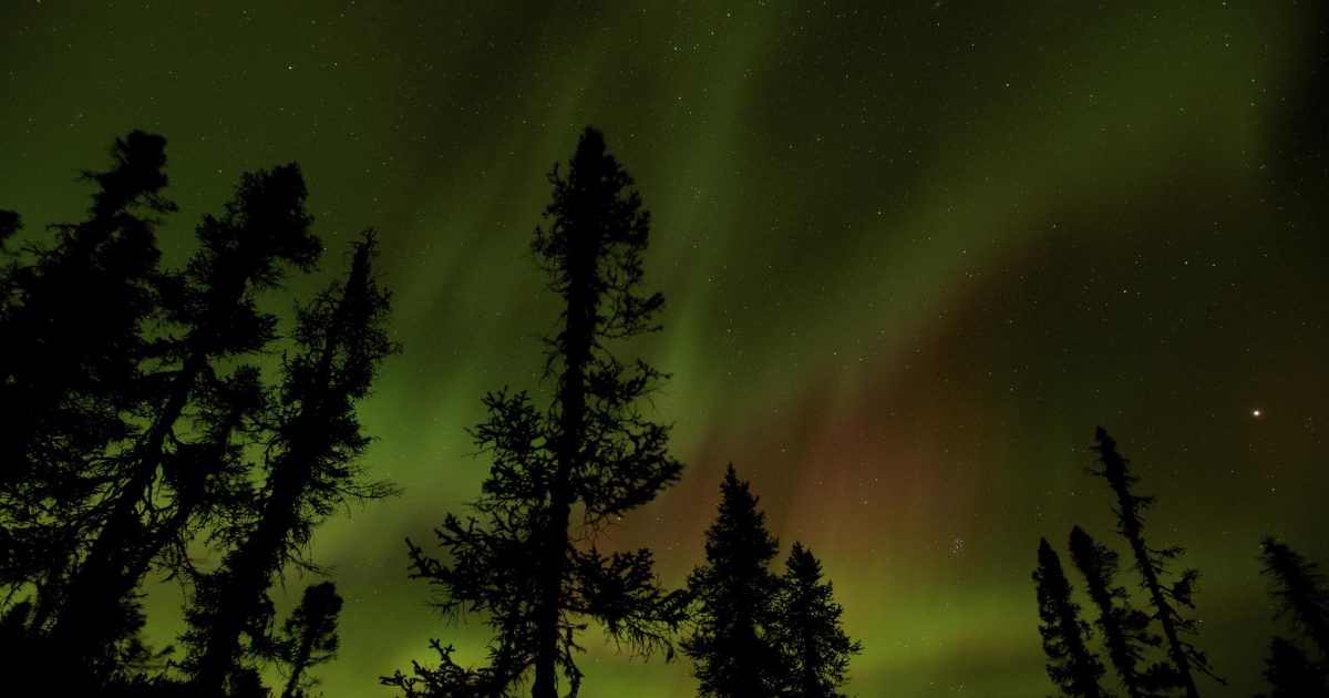 Bosque boreal | Greenpeace España - ES | Greenpeace España