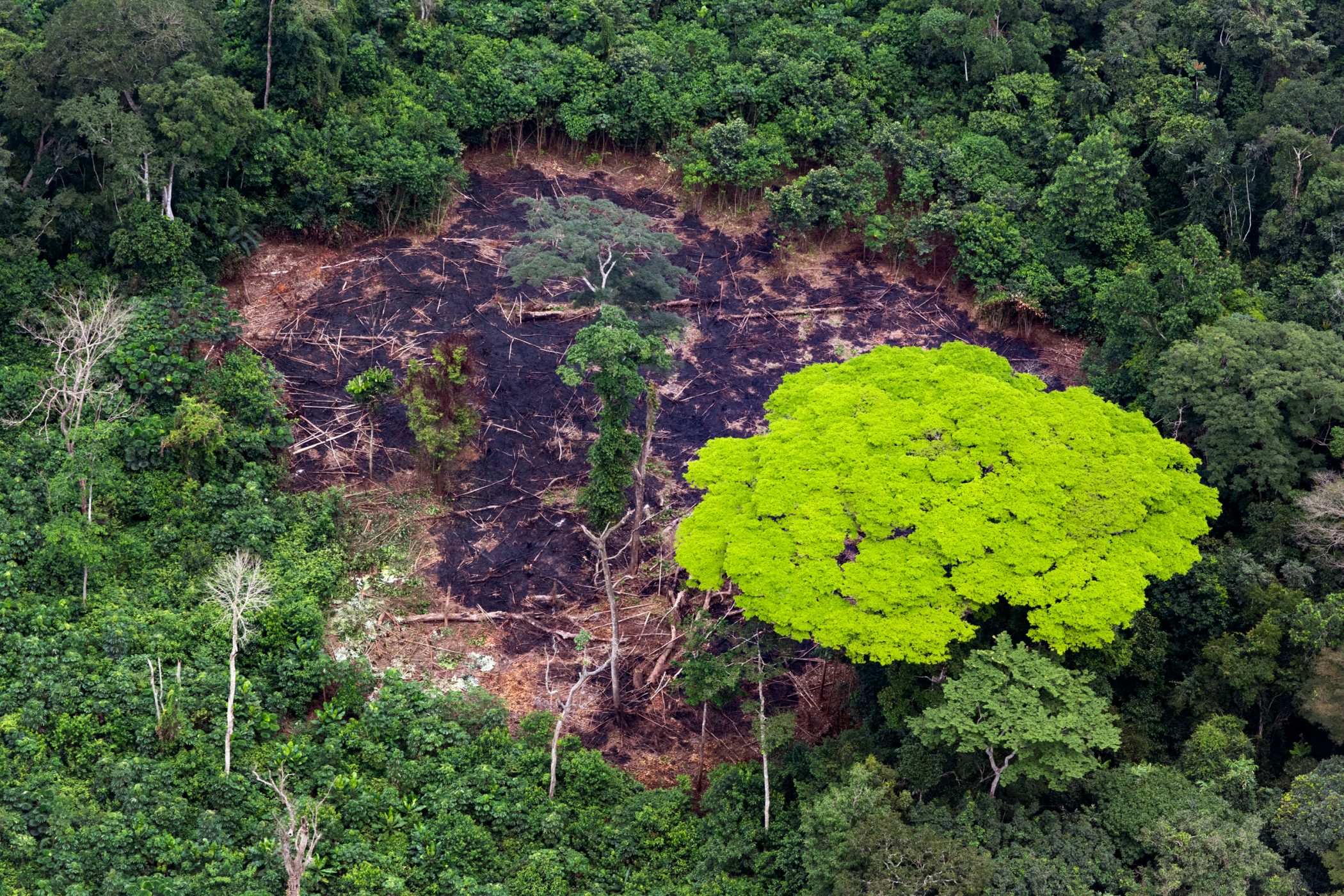 Mapa De La Selva Tropical De áfrica