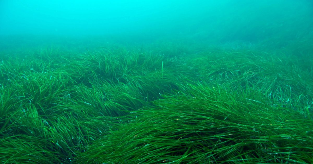 Las siete maravillas de la posidonia - ES | Greenpeace España