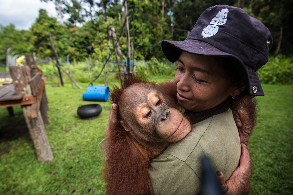 Orangután | Greenpeace España