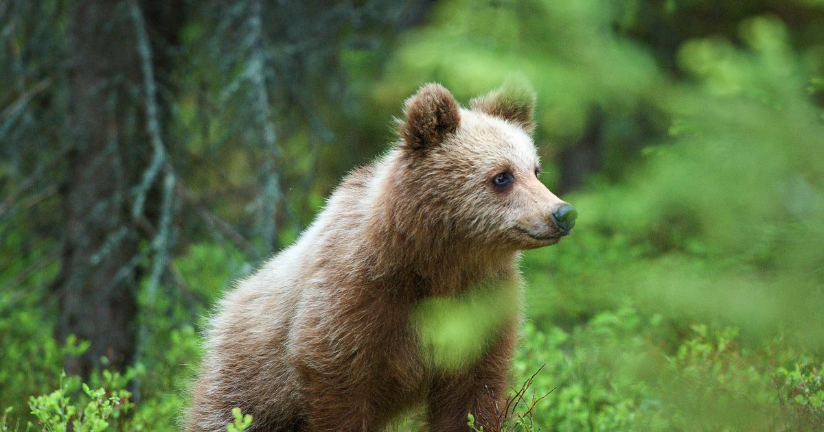 Salvemos el Gran Bosque Boreal de las compañías que lo están arrasando