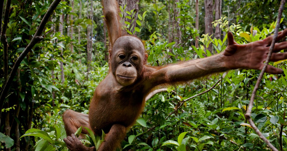 Ecología y ecologismo… ¿Cuál es cuál? | Greenpeace España - ES ...