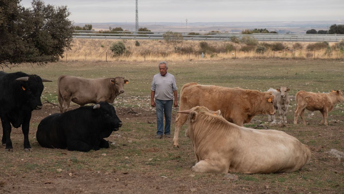 Ganadería intensiva vs. extensiva: El paradigmas de la invasión - ES ...