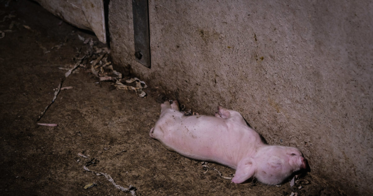 ¡Sí! es posible frenar a las macrogranjas - ES | Greenpeace España