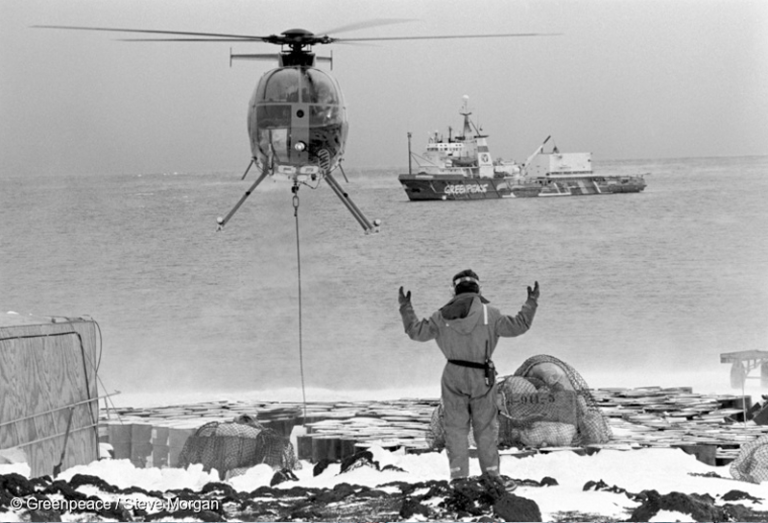 Greenpeace, 50 años defendiendo el planeta | Greenpeace España