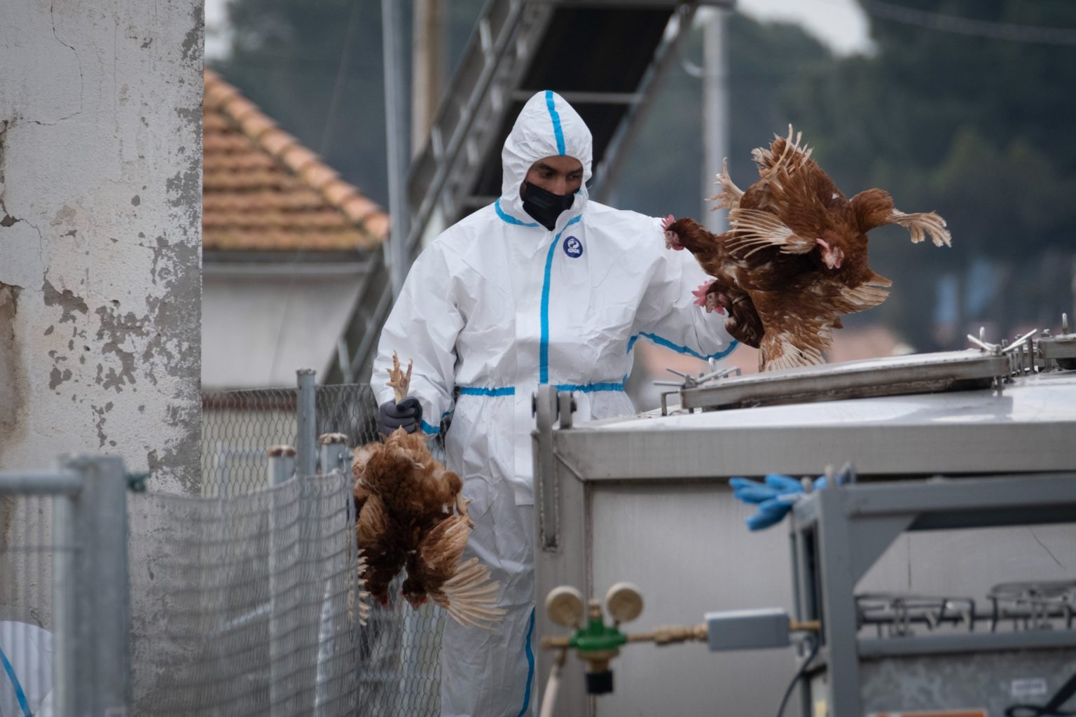 IMÁGENES EXCLUSIVAS: Miles cadáveres de gallinas en el brote de gripe ...