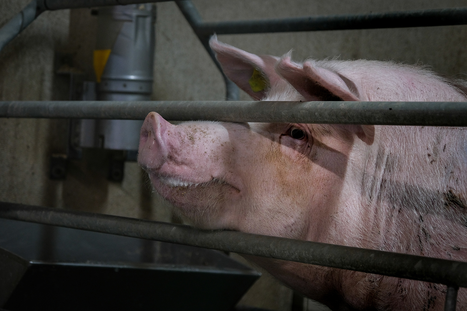 Macrogranjas - ES | Greenpeace España