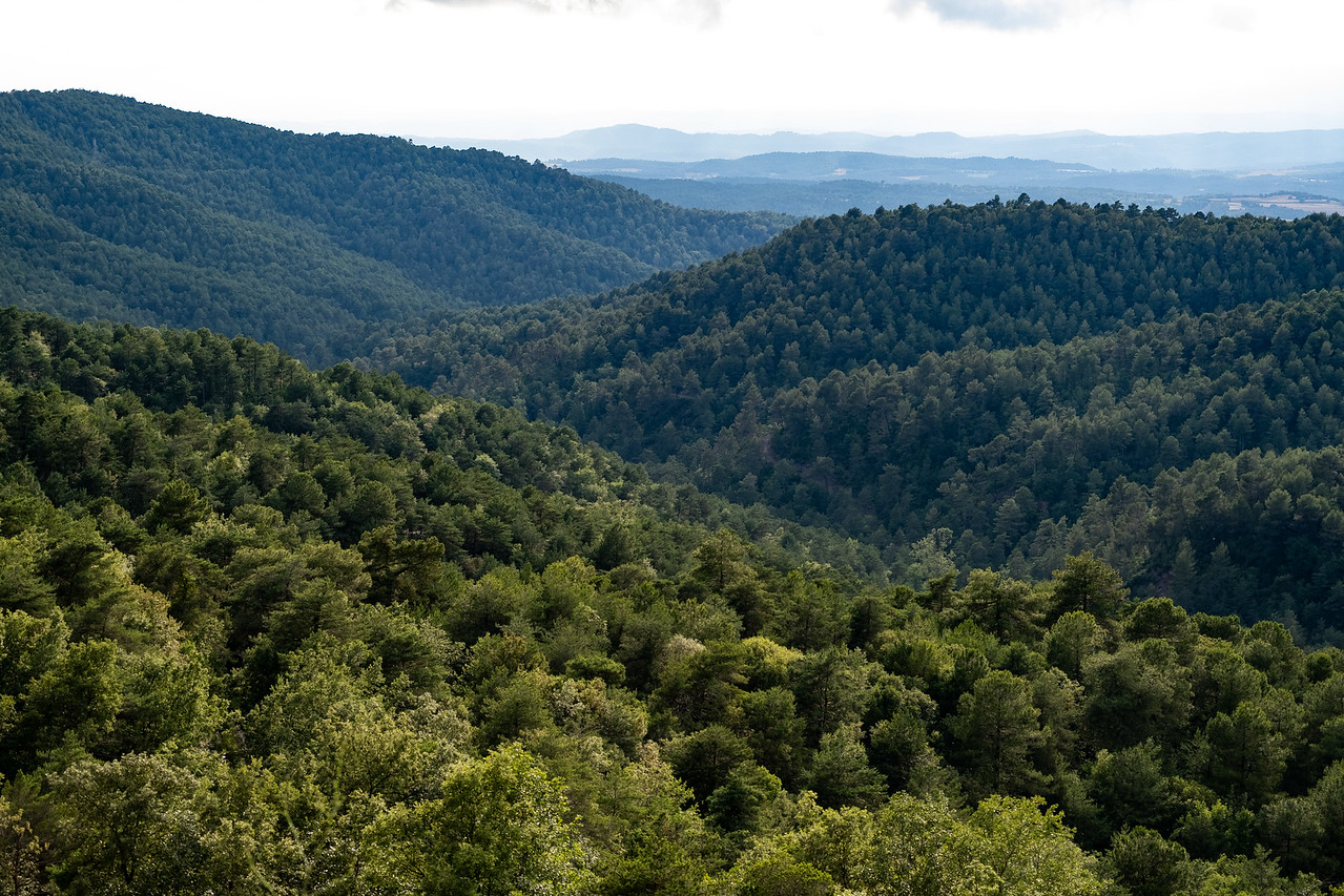 Los bosques en España Greenpeace España
