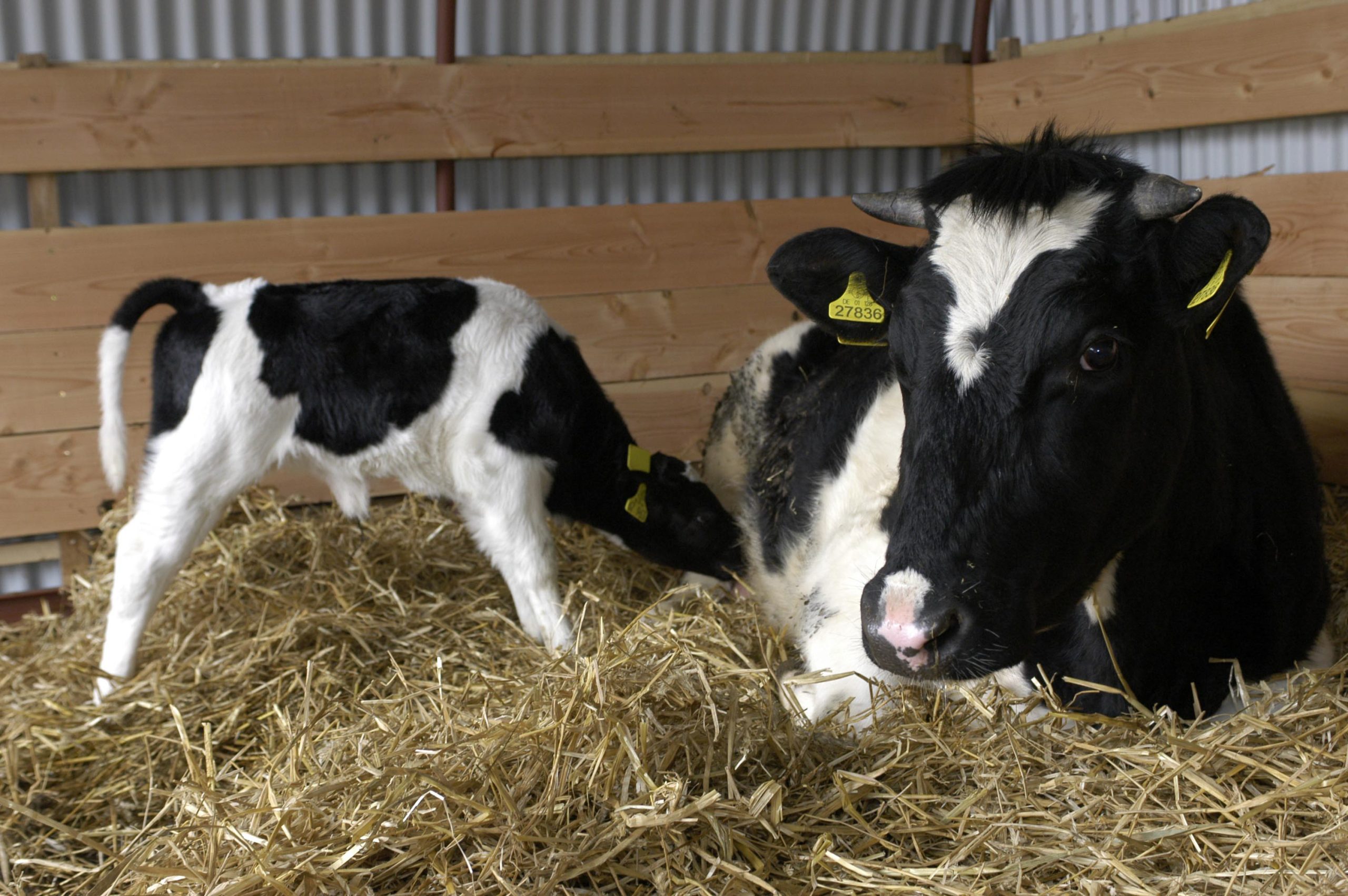 Vacas fuera de la Directiva de Emisiones Industriales - ES | Greenpeace ...