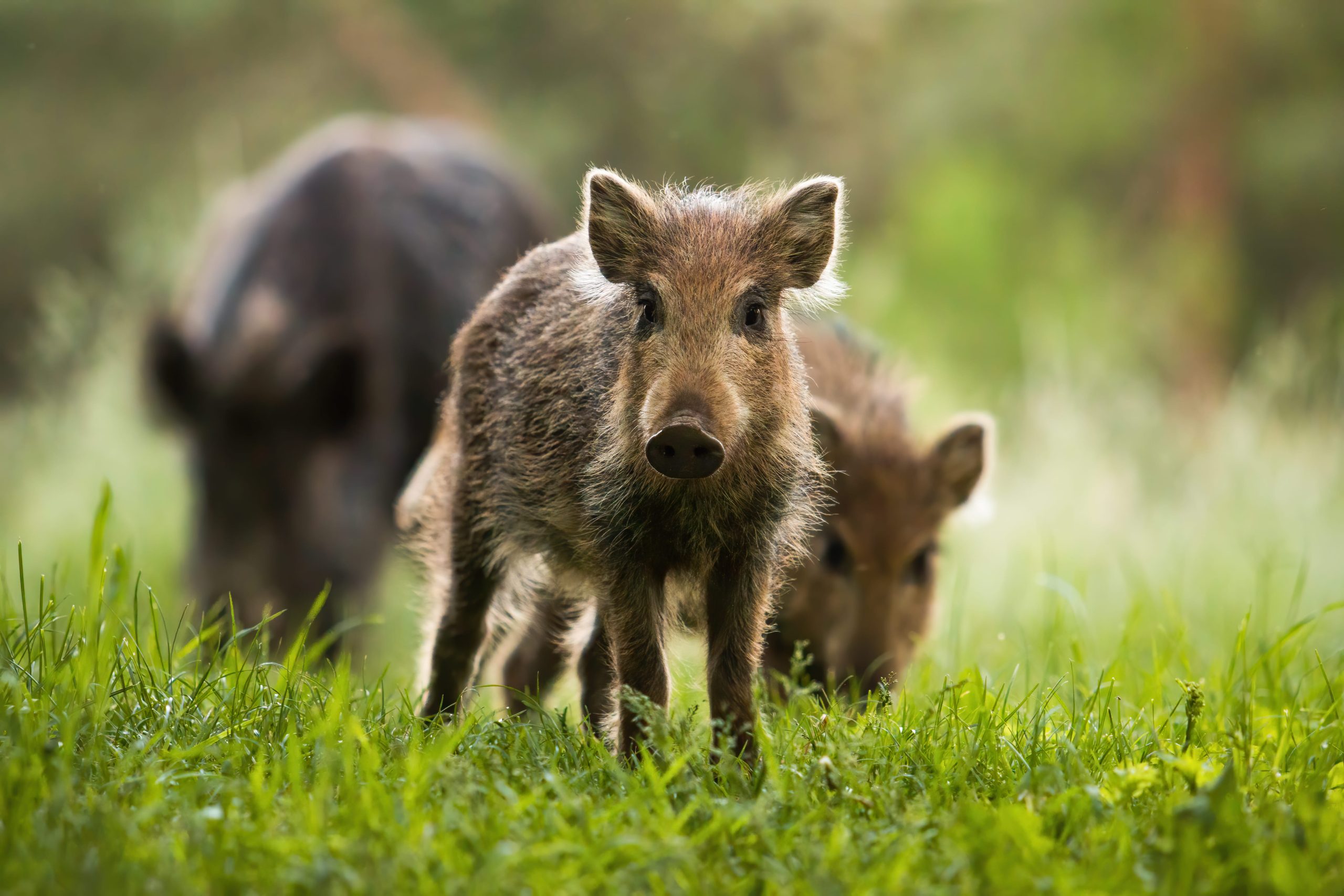 Matanza de jabalíes para salvar a la industria cárnica - ES ...