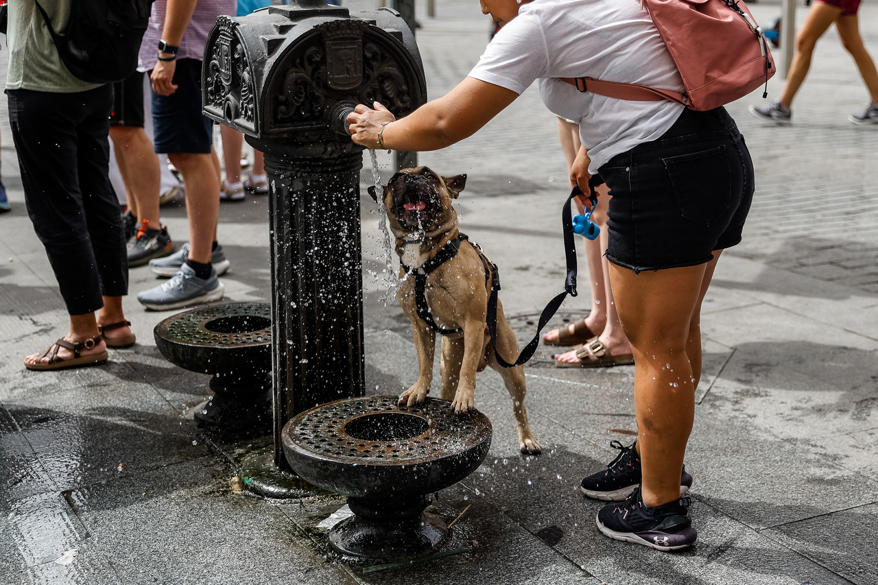 Ola de calor: los animales y plantas también se cuecen - ES ...