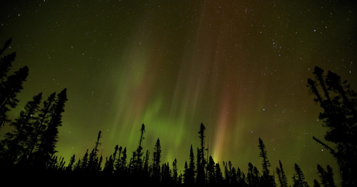 Bosque Boreal | Greenpeace España - GL | Greenpeace España